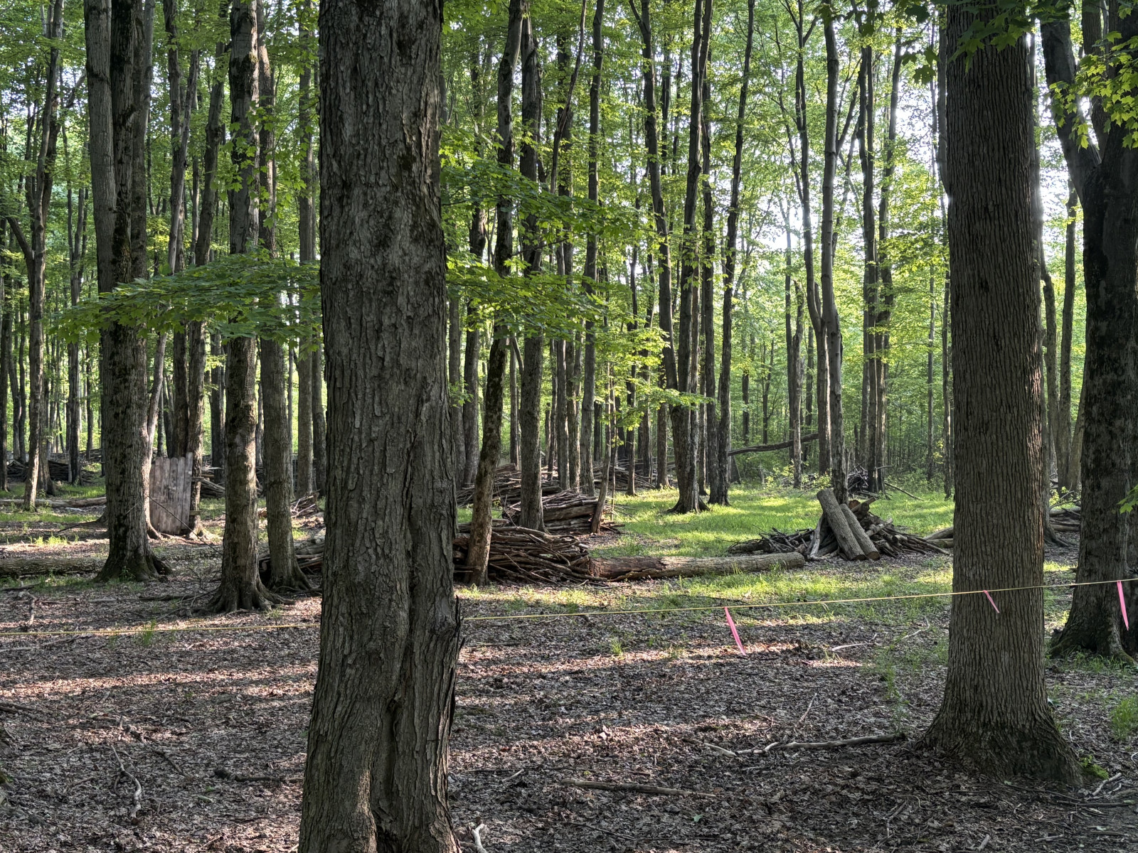 Gallery - Pinnacle Adventure Park